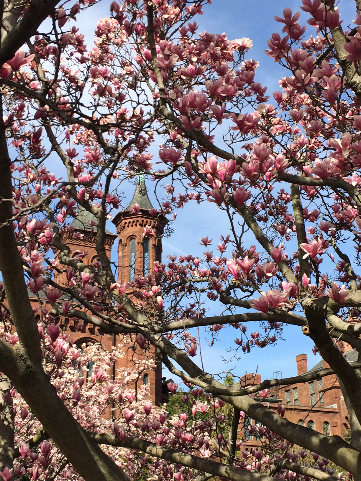 Magnolias at Smithsonian Castle – Rick Snider's Washington